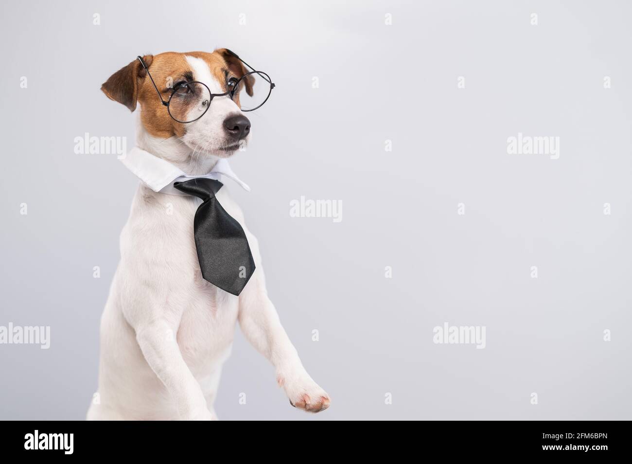 Jack russell terrier dog with glasses and tie on white background. Copy ...