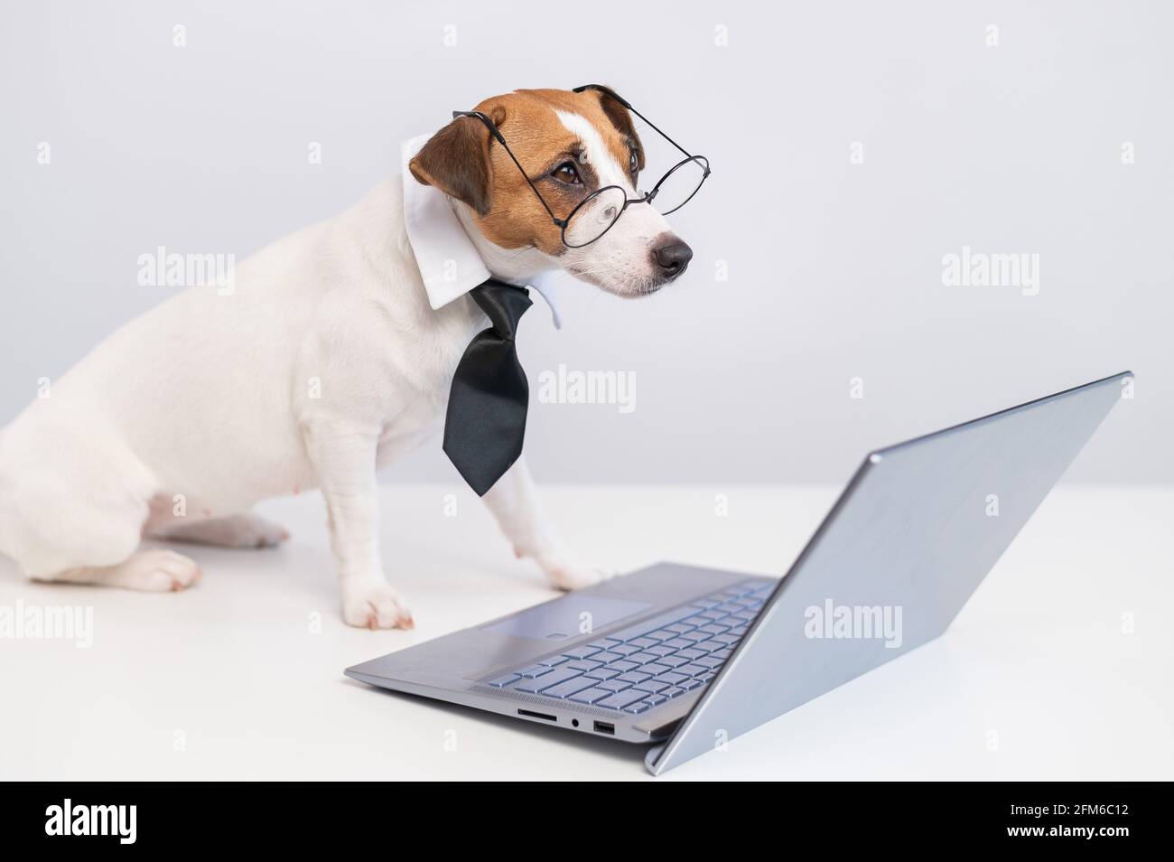 Smart dog jack russell terrier in a tie and glasses sits at a laptop on ...