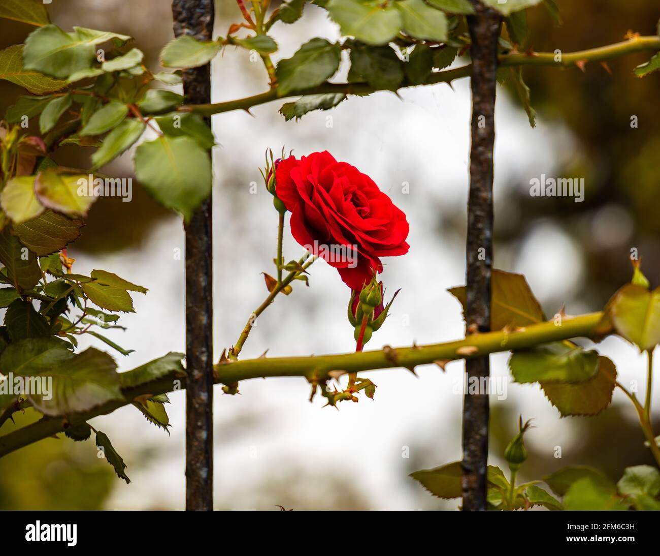 Red rose between bars in a garden Stock Photo - Alamy