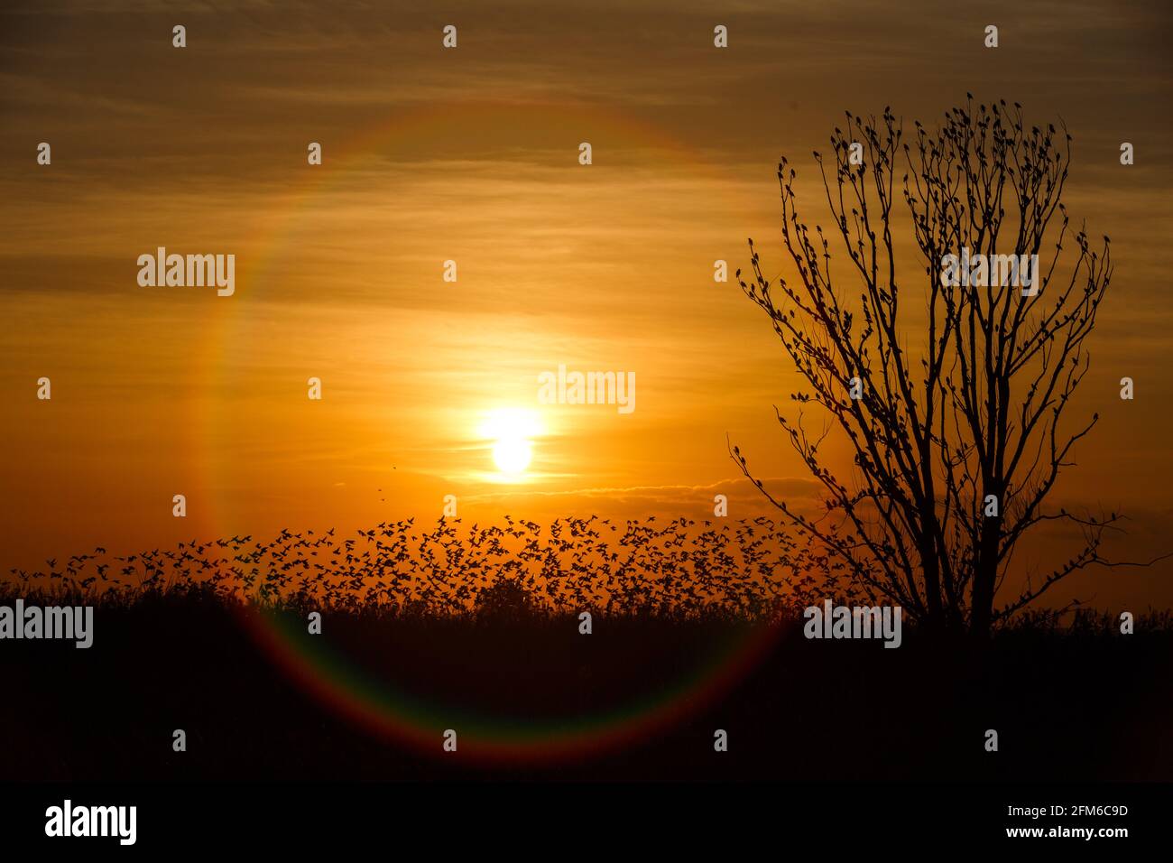The Tree against sunlight over sky background in sunset with a fighting ...