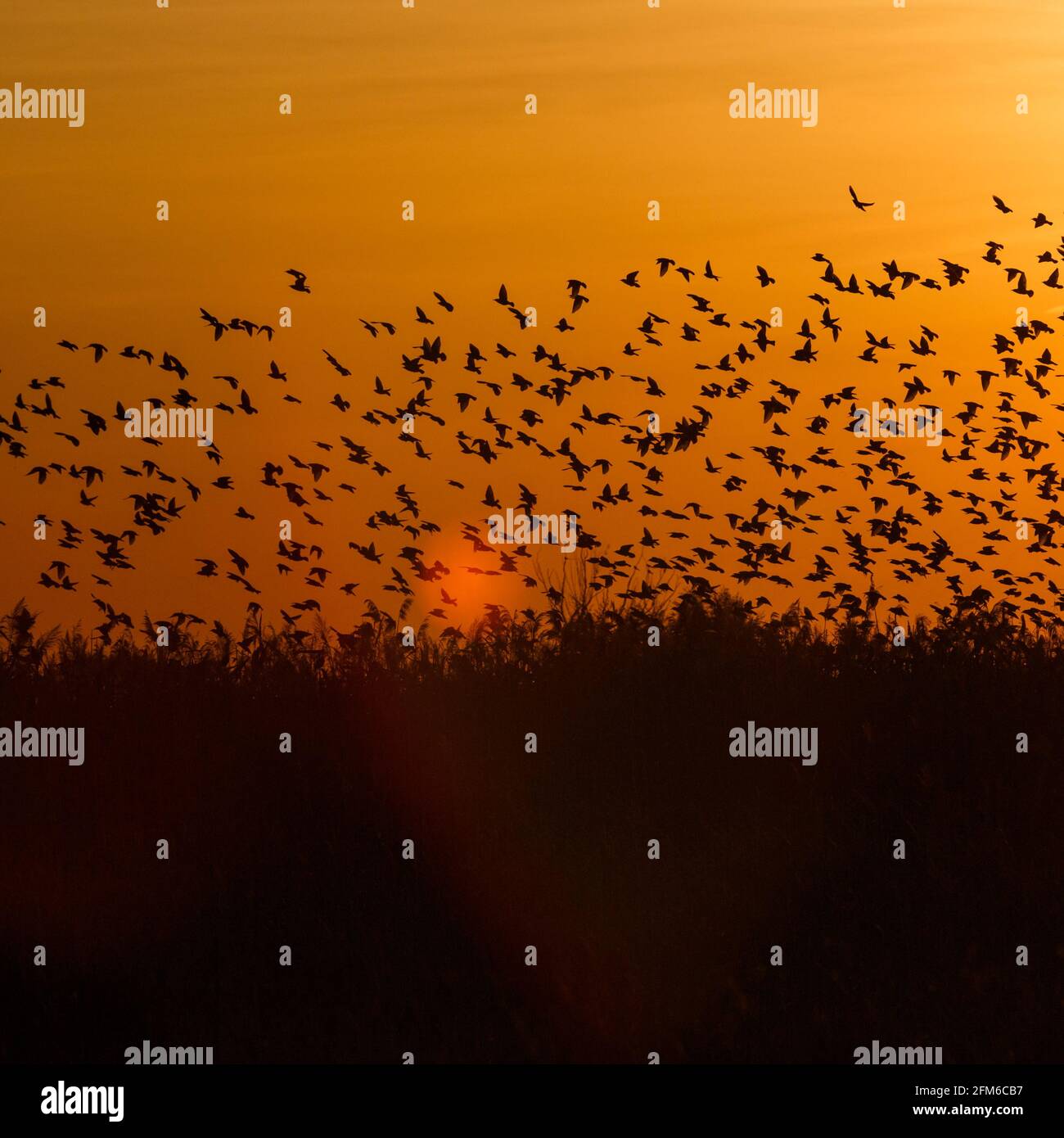 The Tree against sunlight over sky background in sunset with a fighting ...
