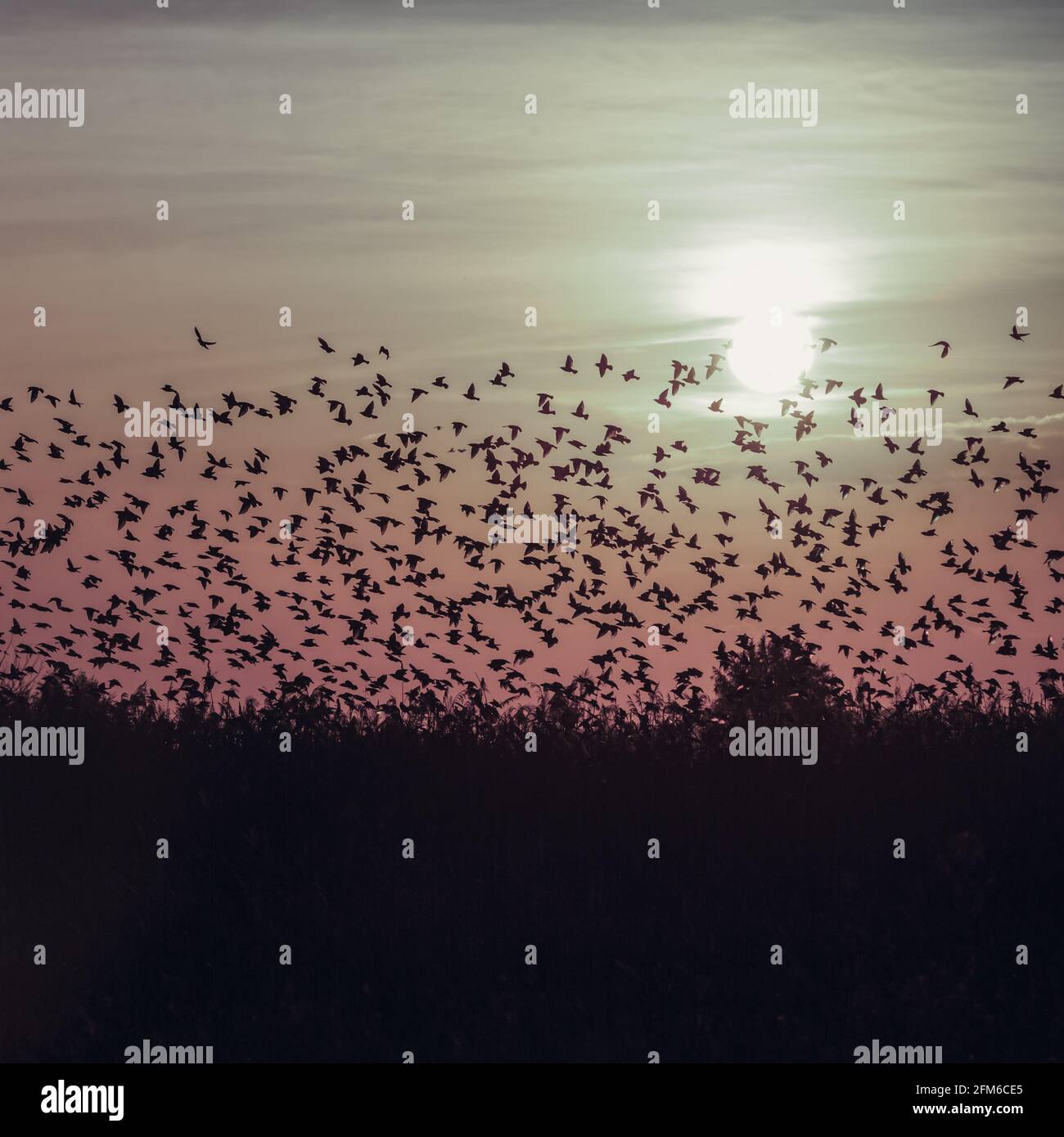 The Tree against sunlight over sky background in sunset with a fighting ...