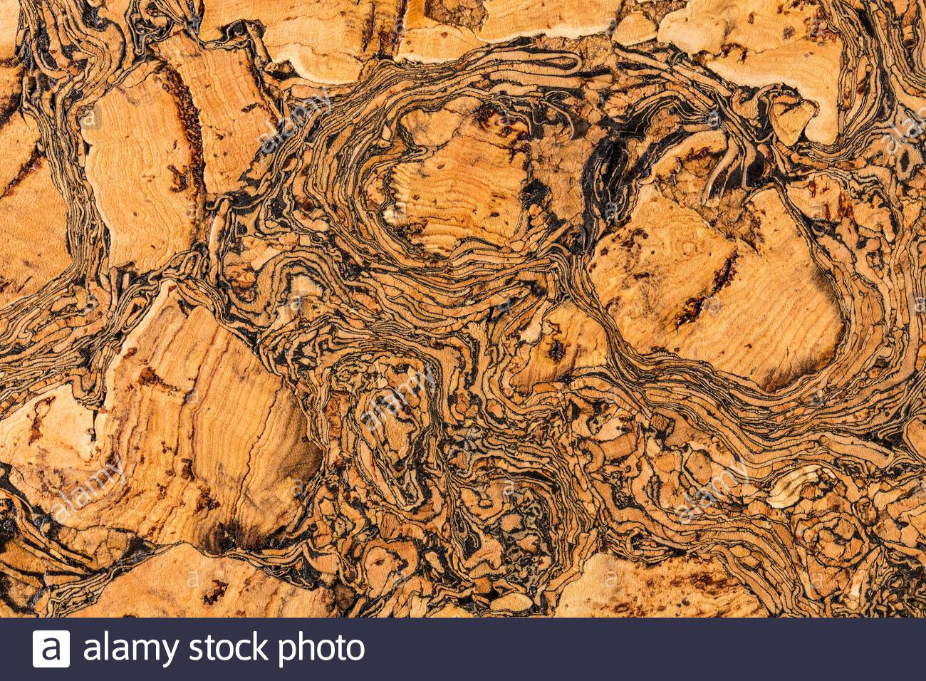 Burr Oak High Resolution Stock Photography and Images - Alamy