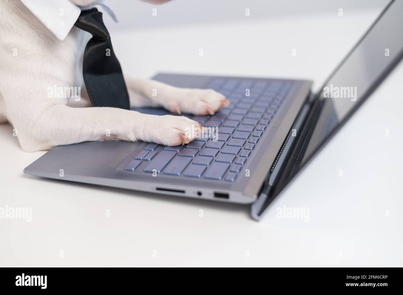 Paws touch hi-res stock photography and images - Alamy