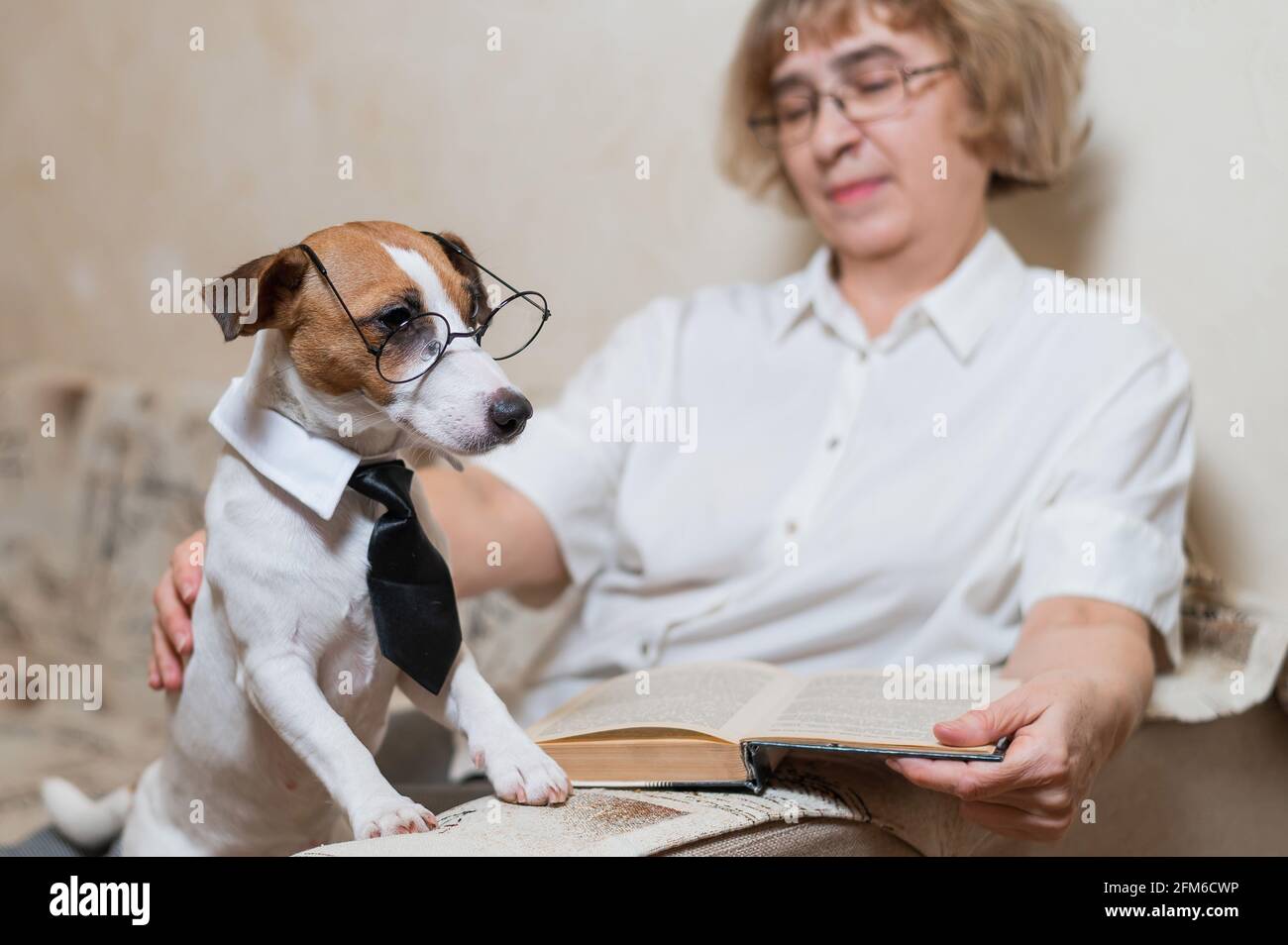 Elderly caucasian woman reading a book with a smart dog jack russell ...