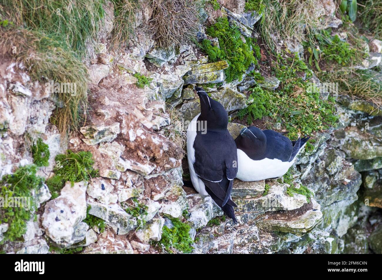 Razorbill (Alca torda) on the nest Stock Photo - Alamy
