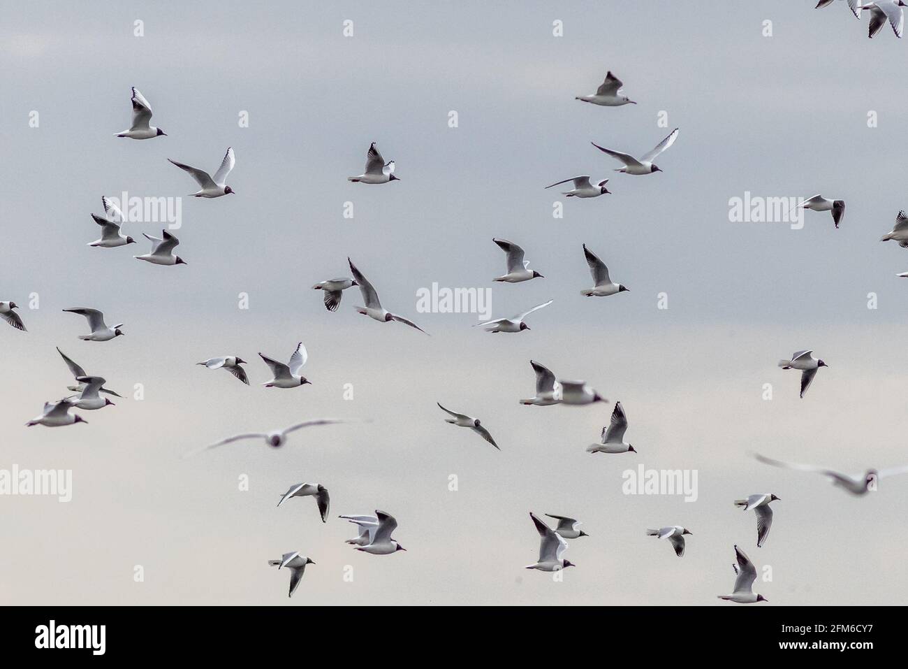 flock of black headed gulls in flight Stock Photo - Alamy