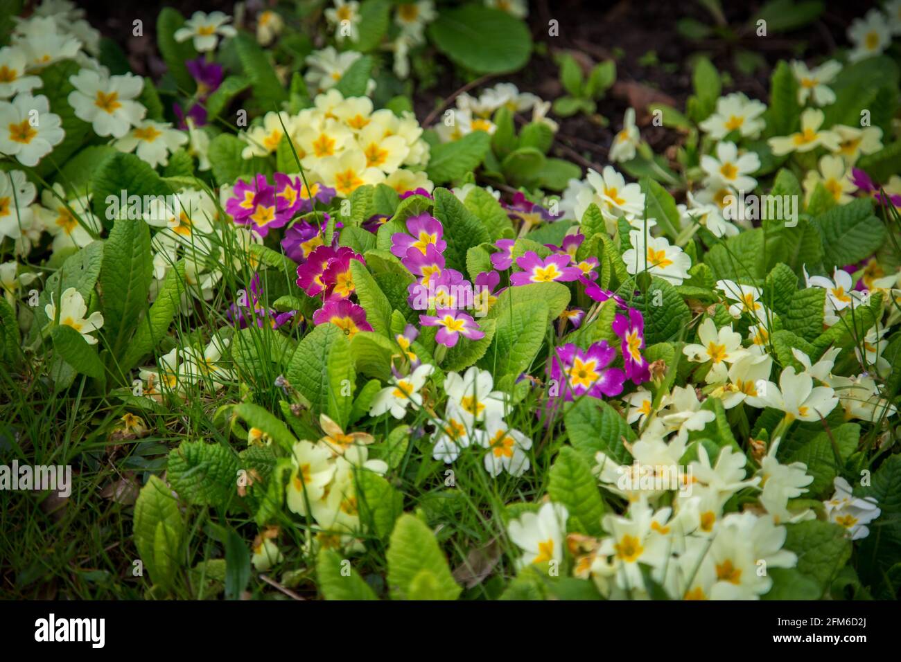 Violet primrose hi-res stock photography and images - Alamy