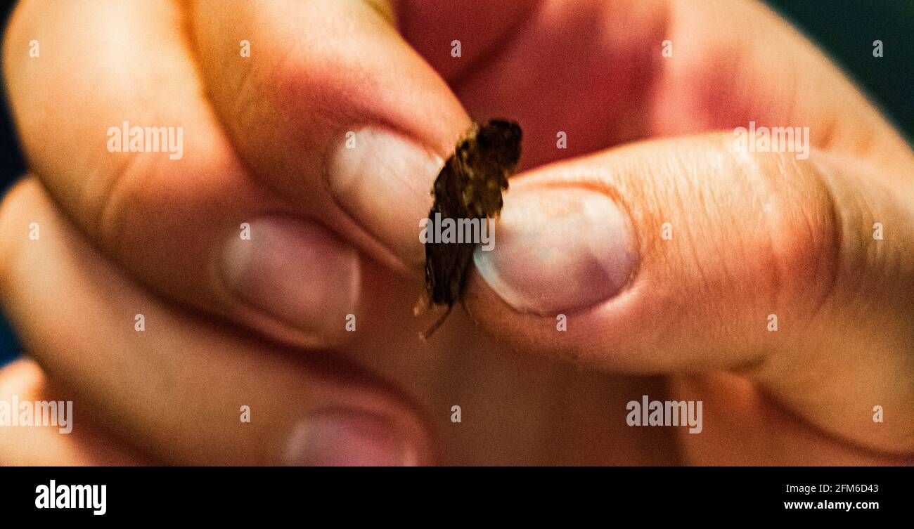 Disgusting Thai food and sale of insects for eating consumption at ...