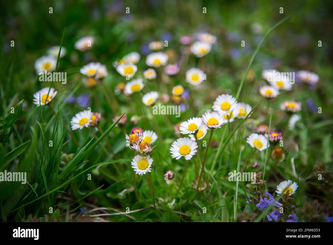 Bellis white hi-res stock photography and images - Alamy