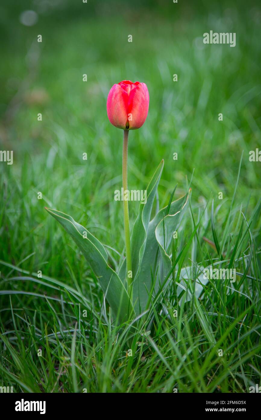 Flower red flower hi-res stock photography and images - Alamy