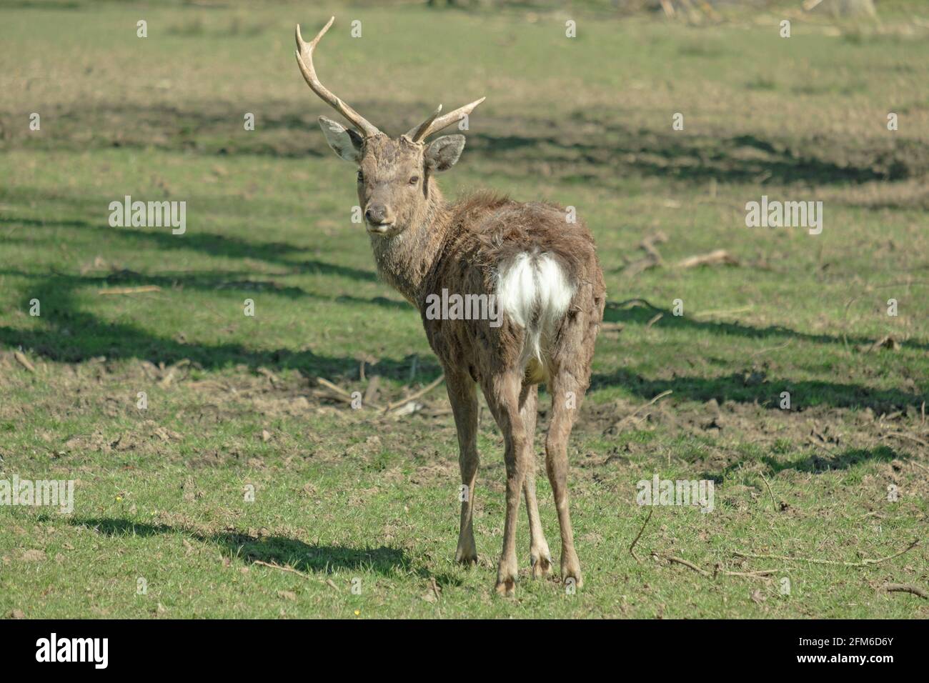 Sika Stag Winter Coat High Resolution Stock Photography and Images - Alamy