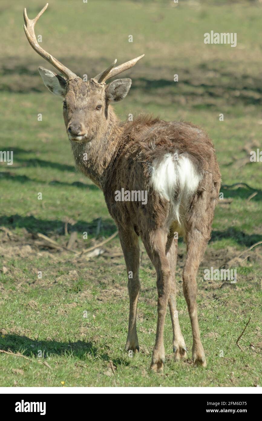 Sika Stag Winter Coat High Resolution Stock Photography and Images - Alamy