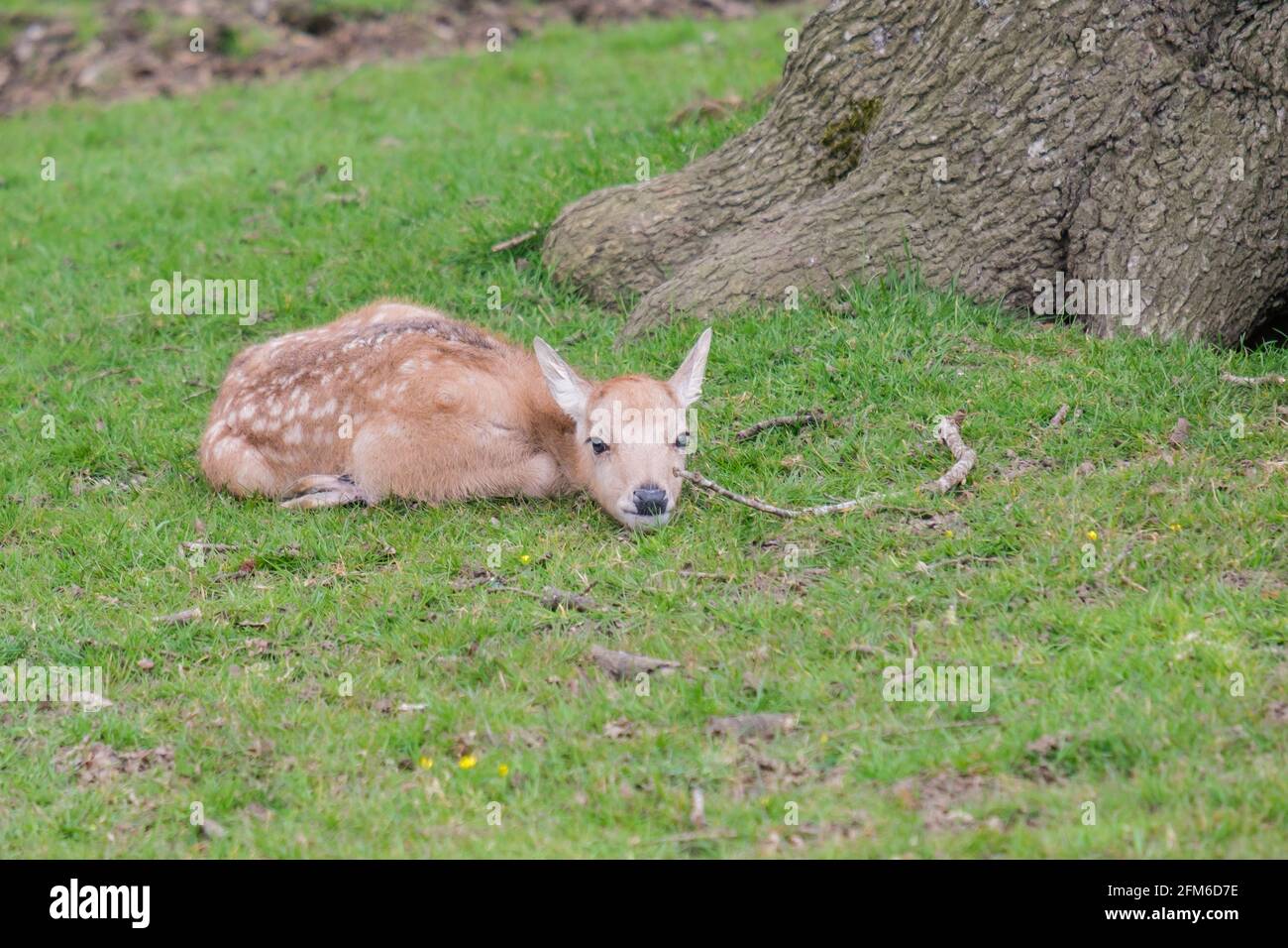 Just chilling! It's all too much effort. Young fallow fawn deer taking ...