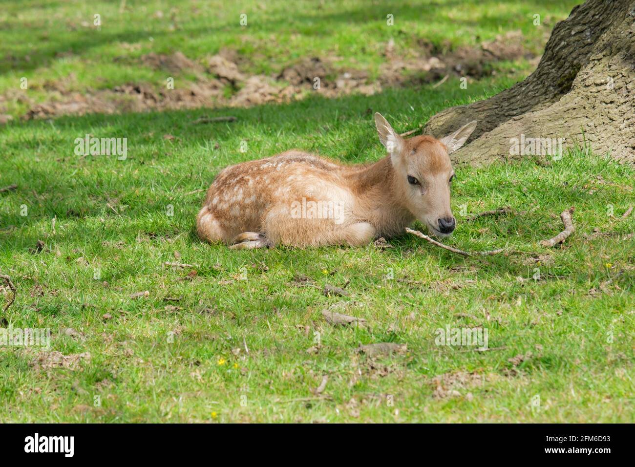 Fawn with spots hi-res stock photography and images - Alamy