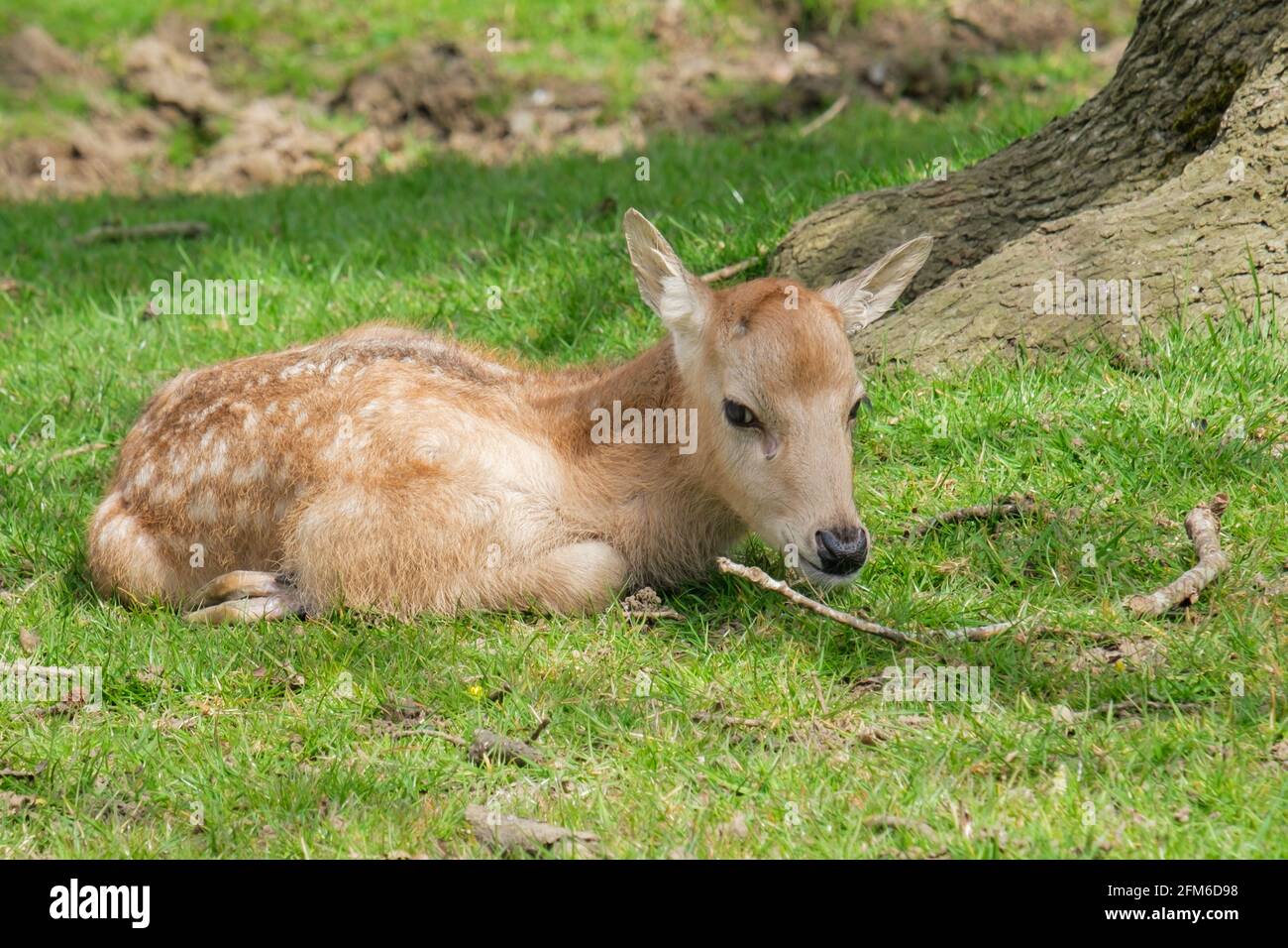 Just chilling! Young fallow fawn deer taking it easy on a sunny English ...