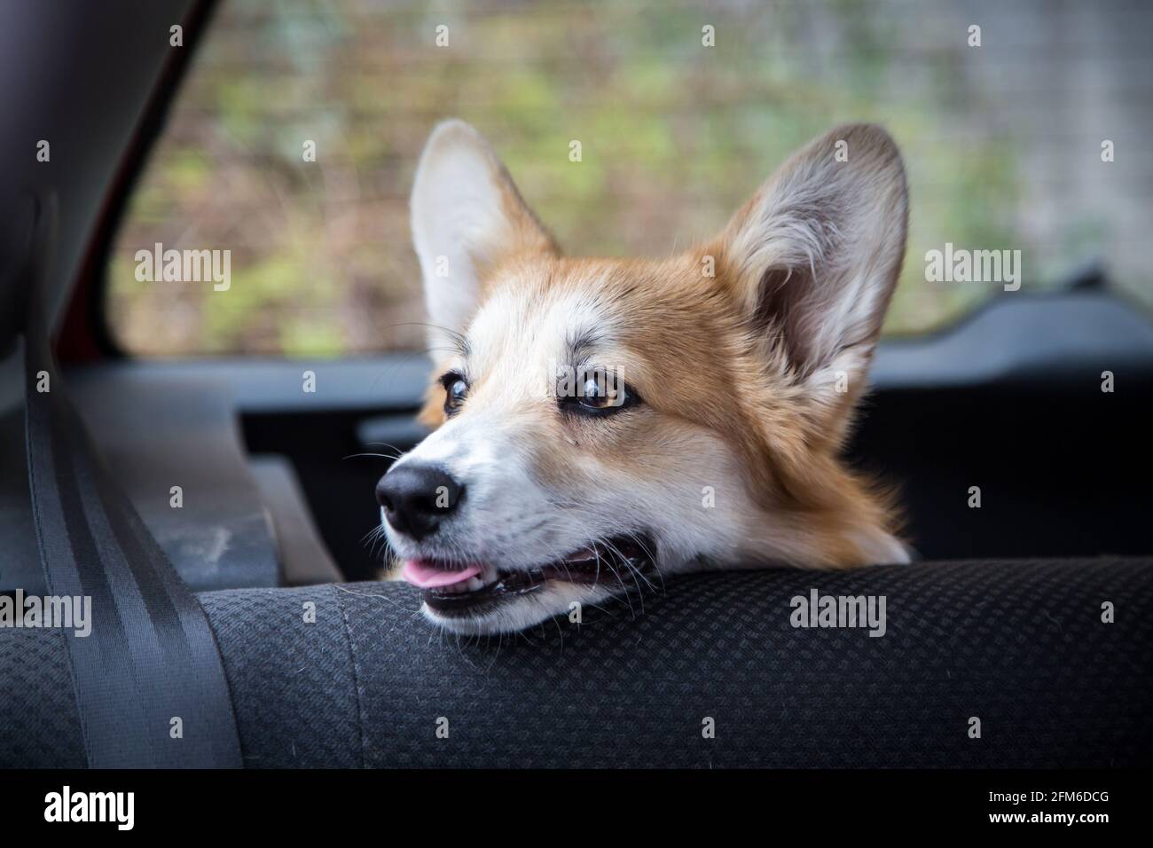 Driving Corgi