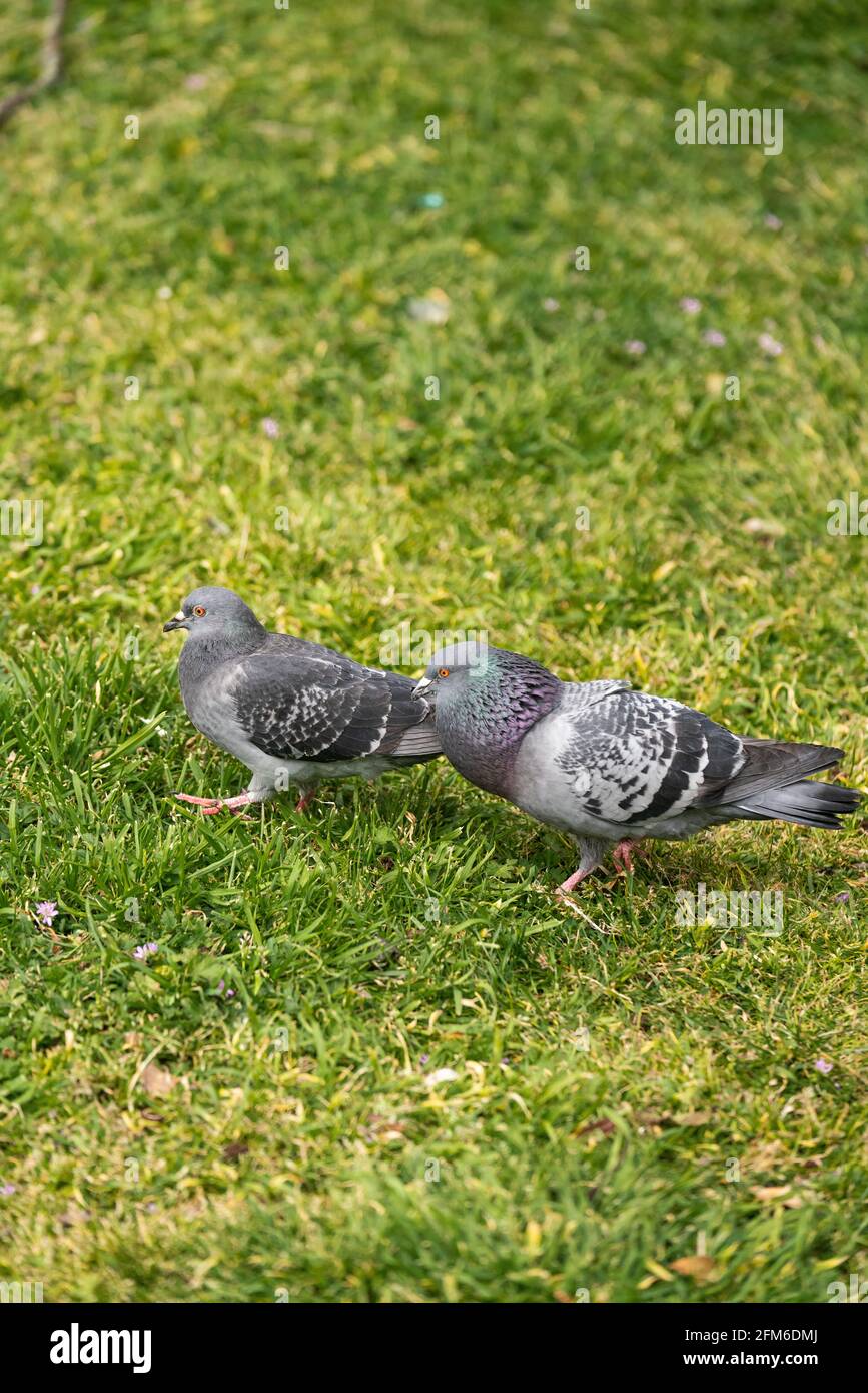 London pigeons hi-res stock photography and images - Alamy