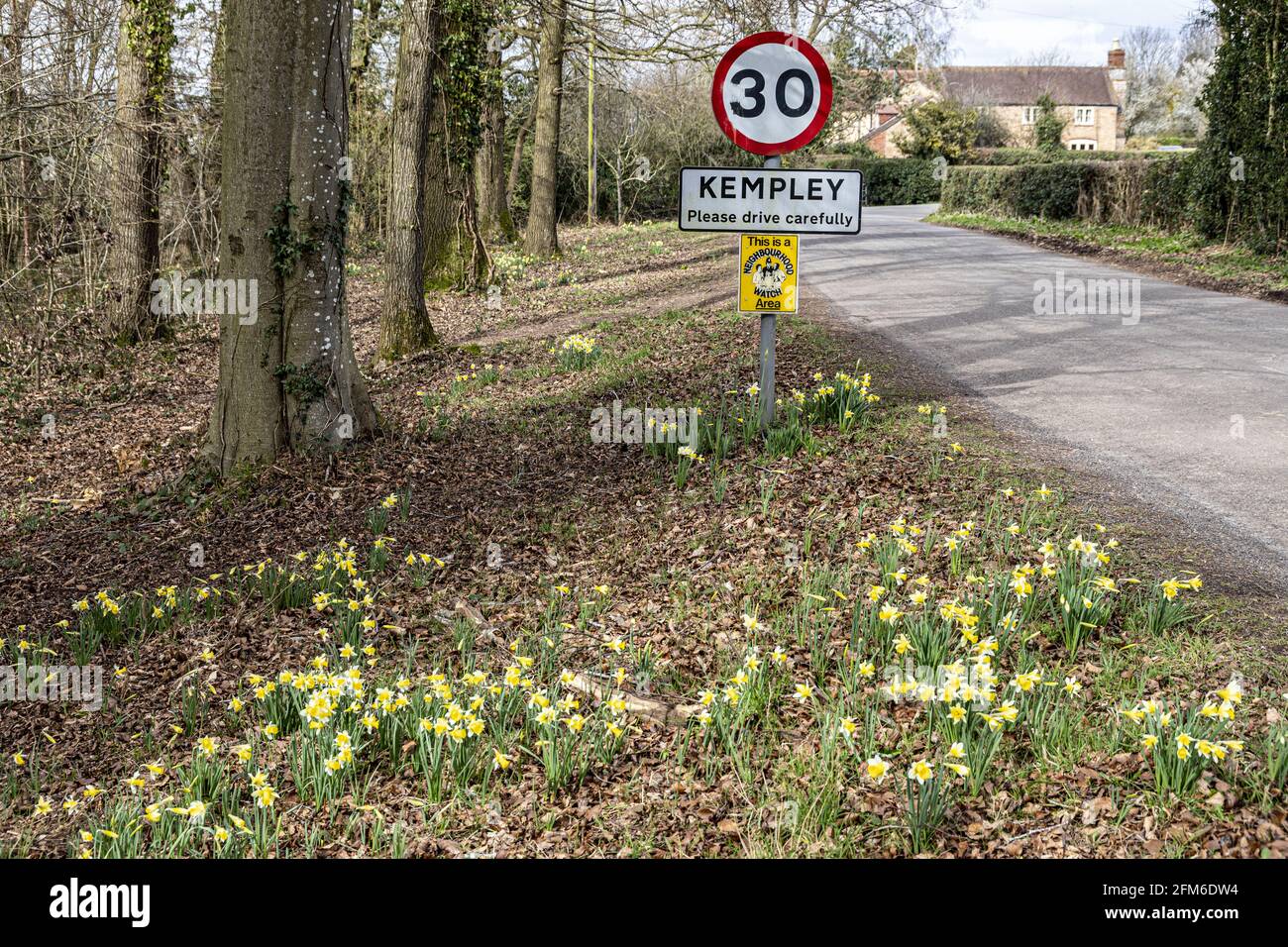 Daffodils narcissus pseudonarcissus entrance hi-res stock photography ...