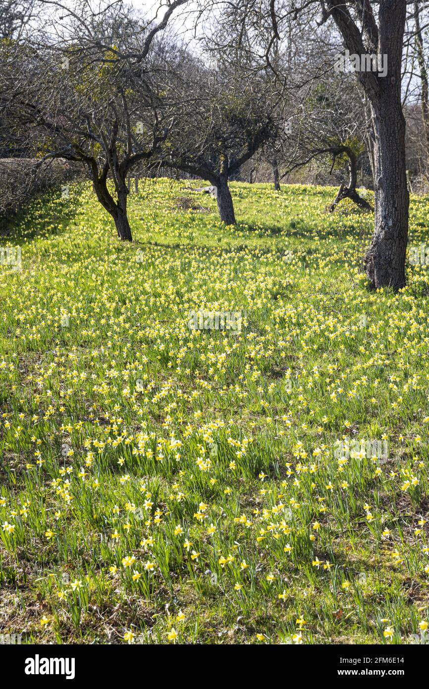 Wild daffodils (Narcissus pseudonarcissus) in early spring in Gwen and ...