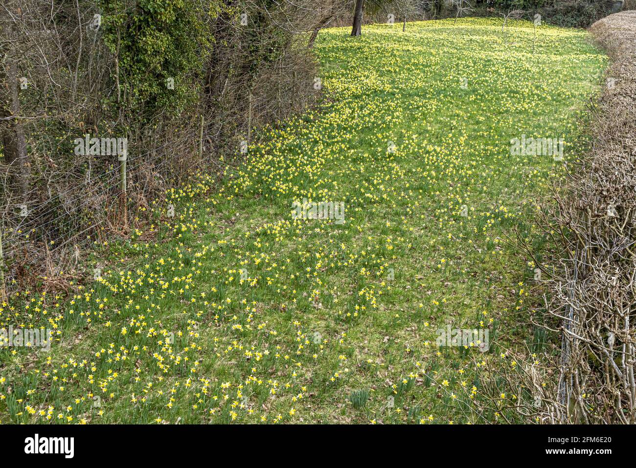 Wild daffodils (Narcissus pseudonarcissus) in early spring in Gwen and ...