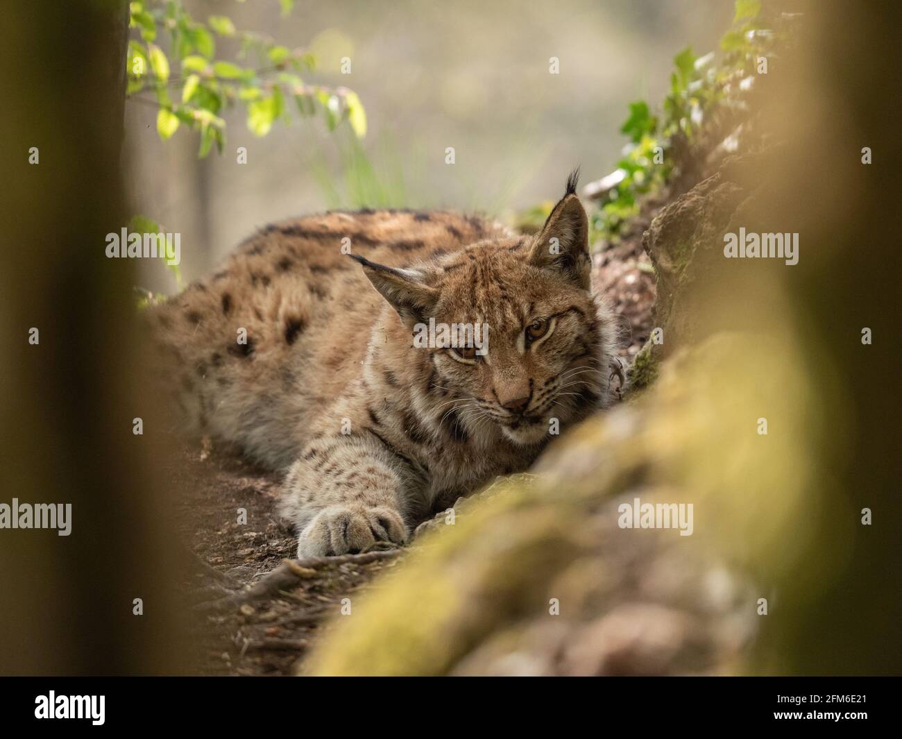 Lynx Habitat High Resolution Stock Photography and Images - Alamy
