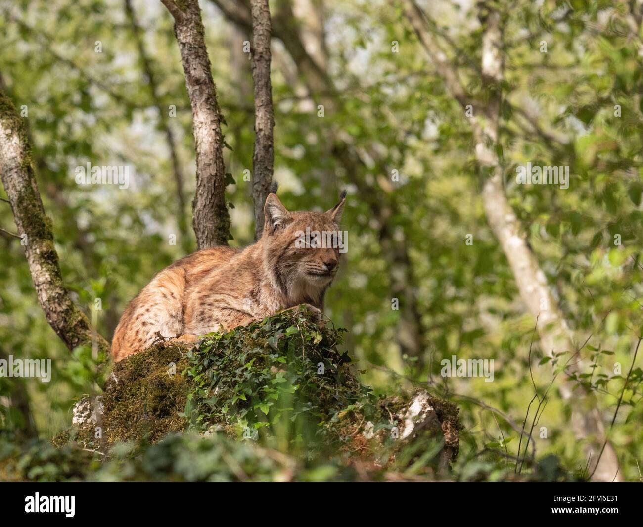 Nordic lynx hi-res stock photography and images - Alamy