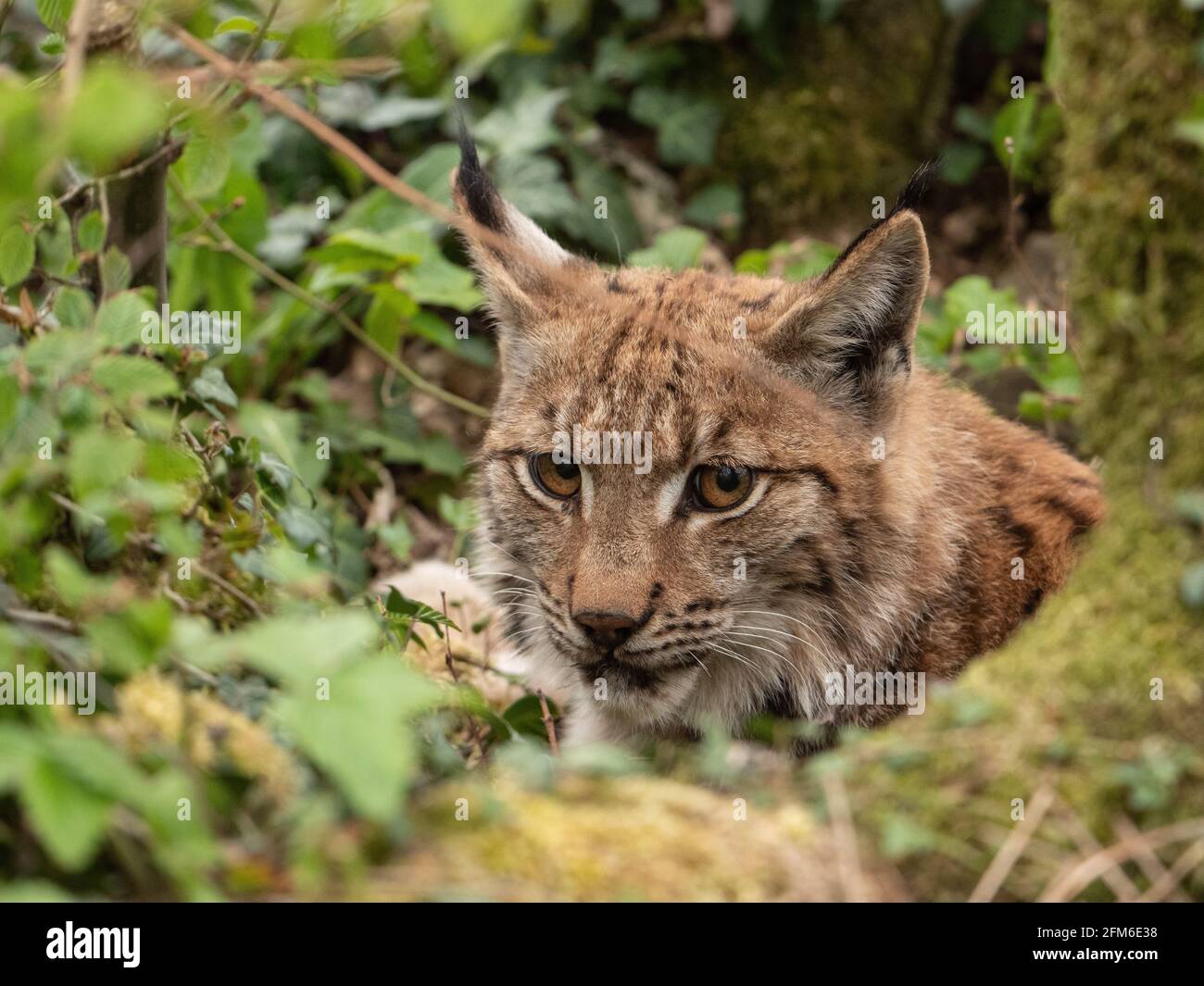 Nordic lynx hi-res stock photography and images - Alamy