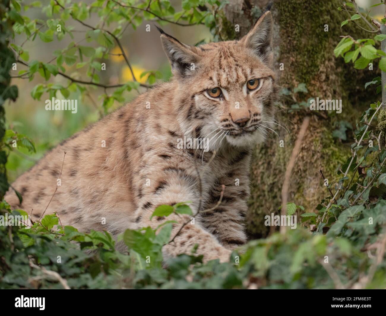 Carpathian lynx hi-res stock photography and images - Alamy