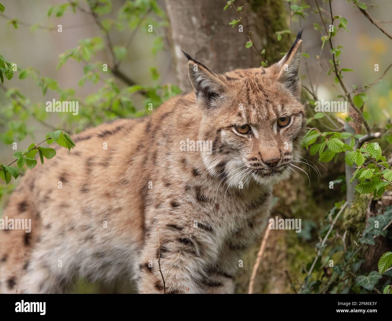 Lynx Habitat High Resolution Stock Photography and Images - Alamy