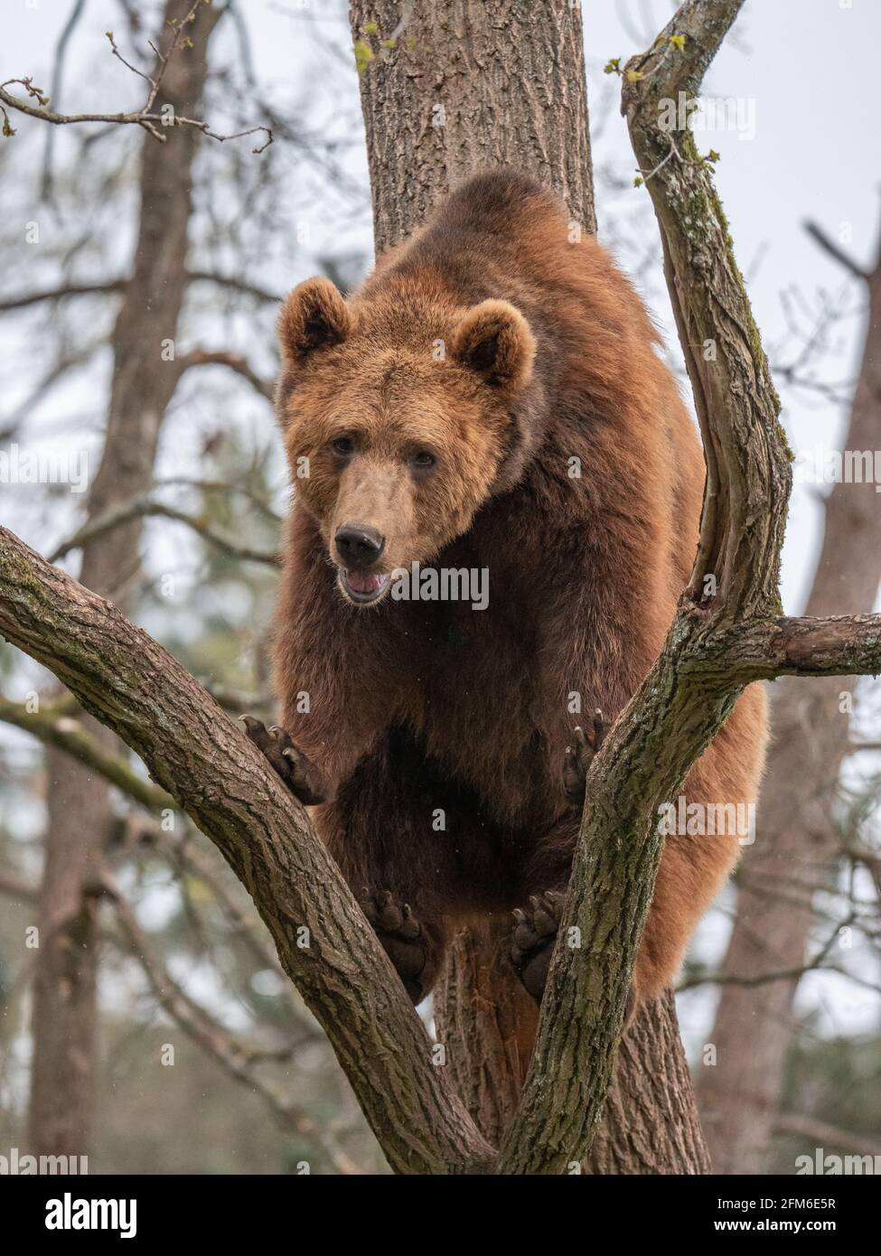 European bear wildlife hi-res stock photography and images - Alamy