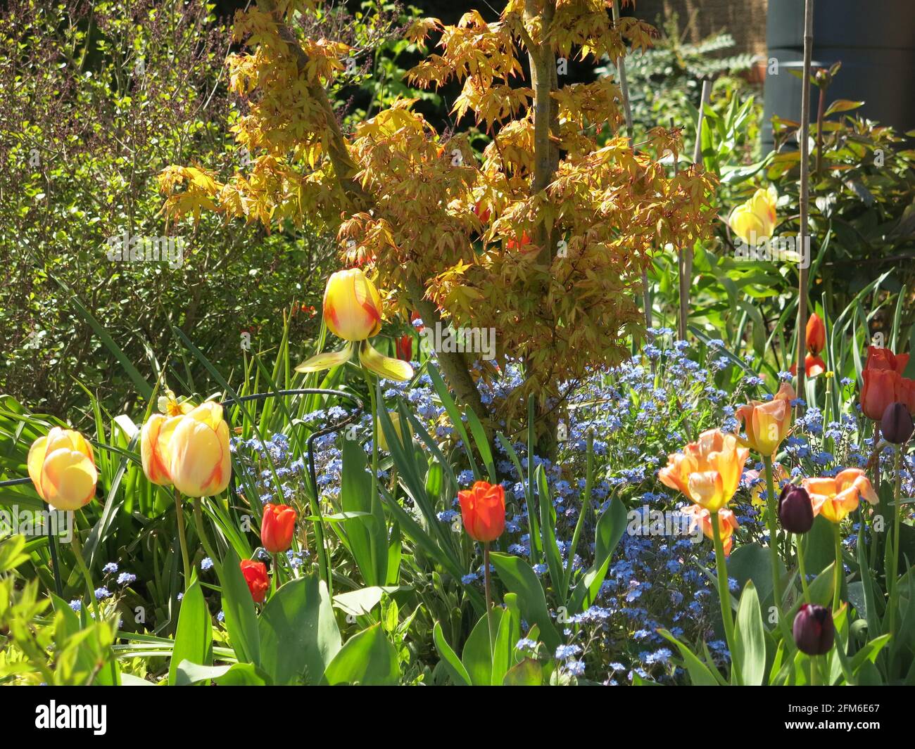 A spring planting scheme in an English garden, May 2021: the golden ...