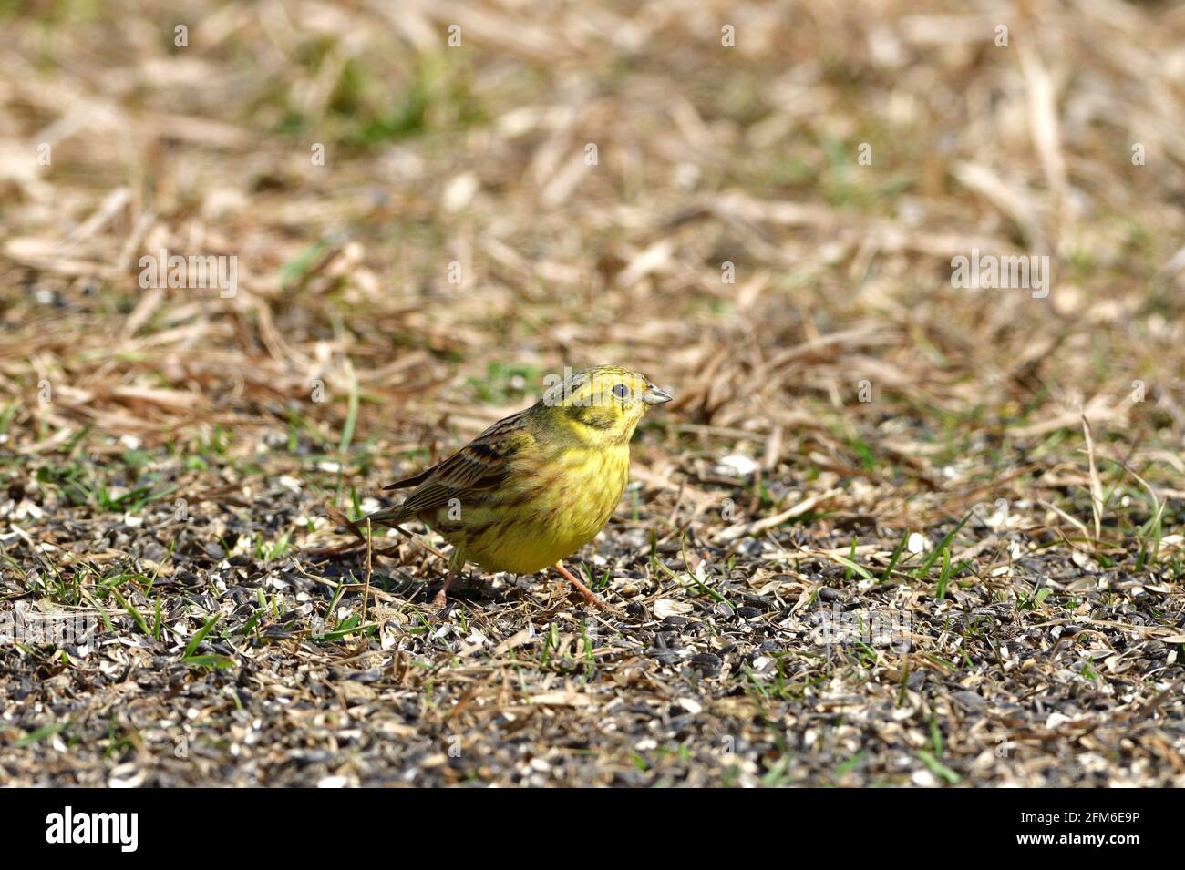 Yellow Hammer Bird High Resolution Stock Photography and Images - Alamy
