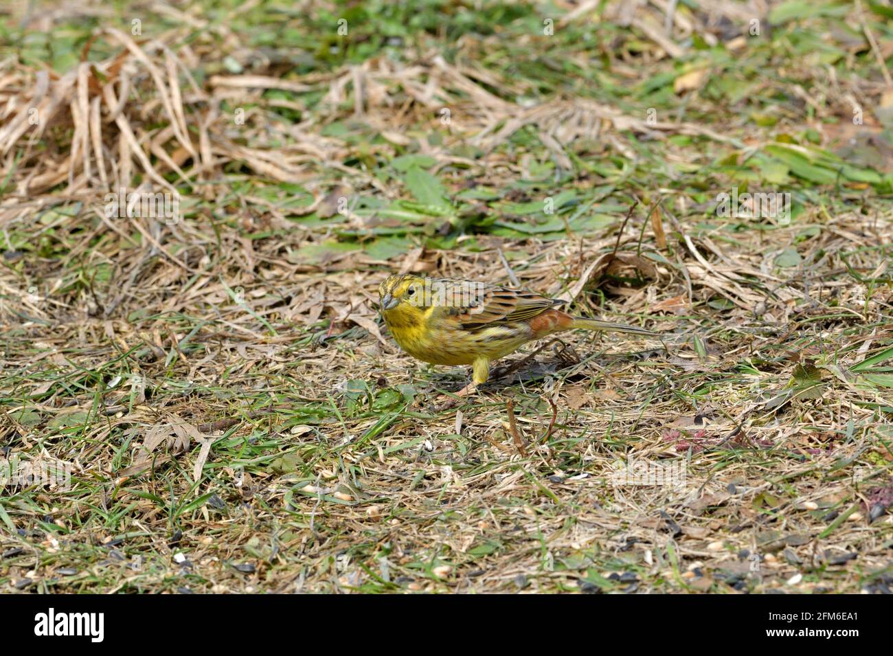 The portrait of yellowhammer with seed in its beak in the grass Stock ...