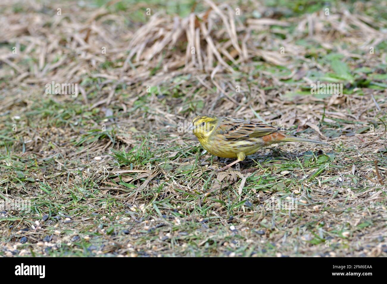The portrait of yellowhammer with seed in its beak in the grass Stock ...