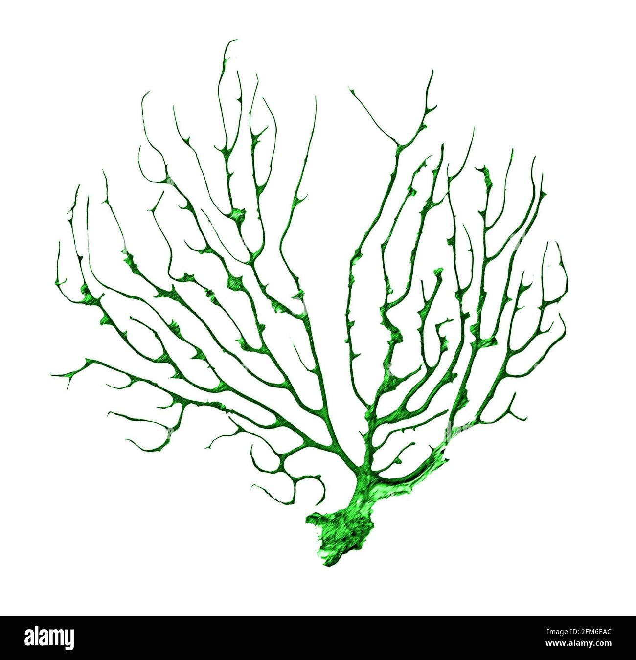 Dry algae isolated on white background Stock Photo - Alamy