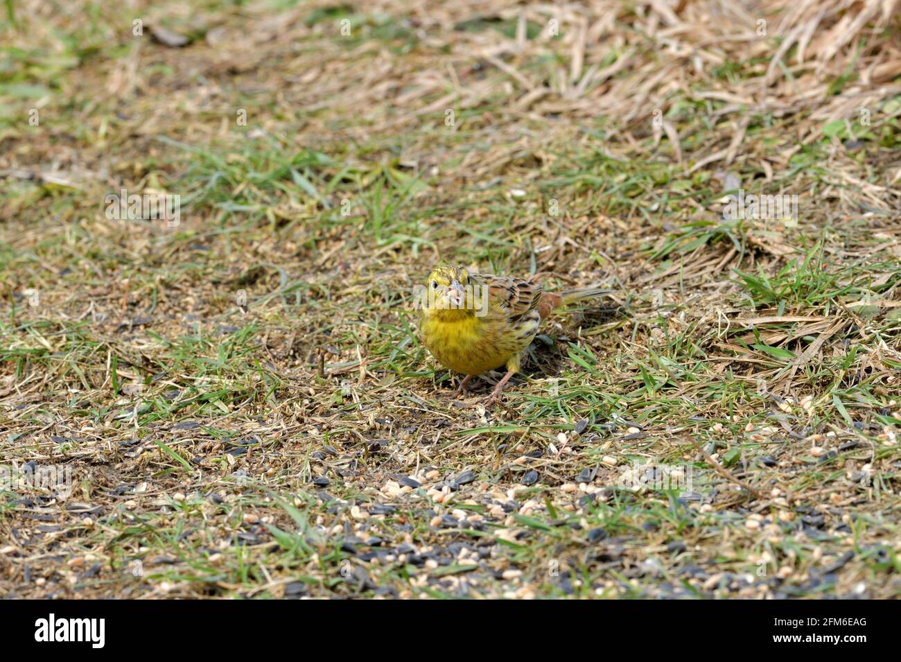 Yellow Hammer Bird High Resolution Stock Photography and Images - Alamy