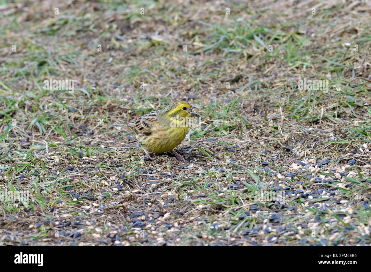 Yellow Hammer Bird High Resolution Stock Photography and Images - Alamy