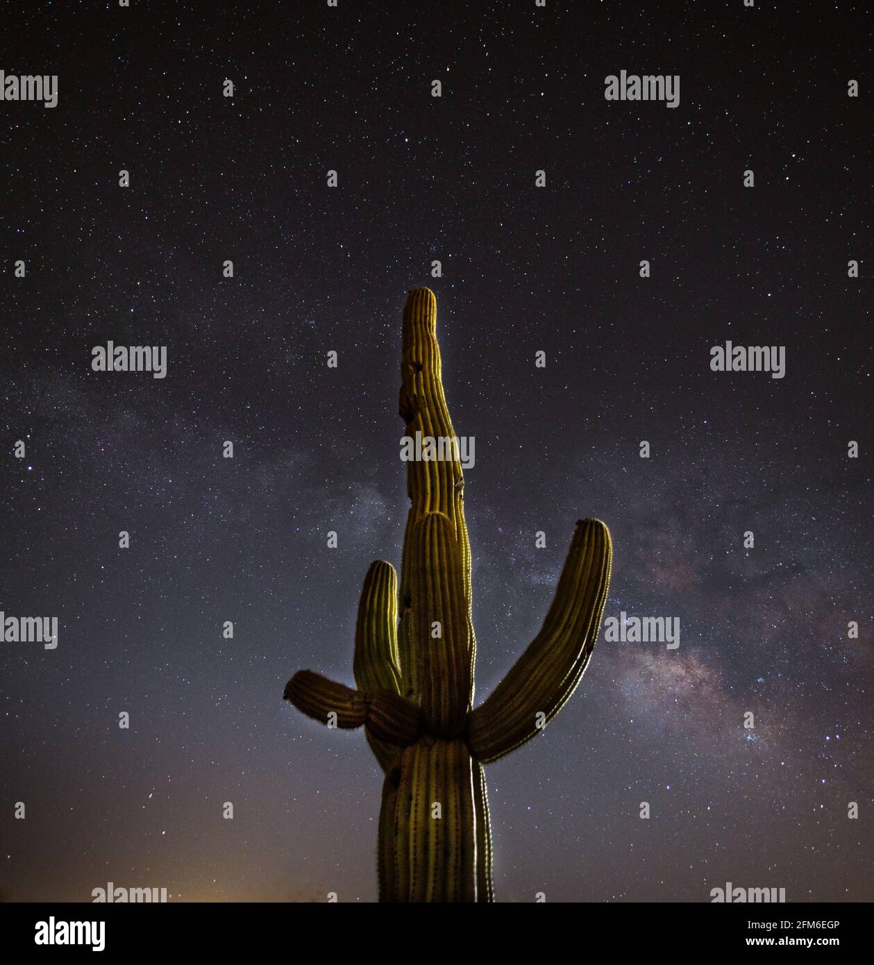 Stately Saguaro Cactus under the Milky Way Galaxy Stock Photo - Alamy