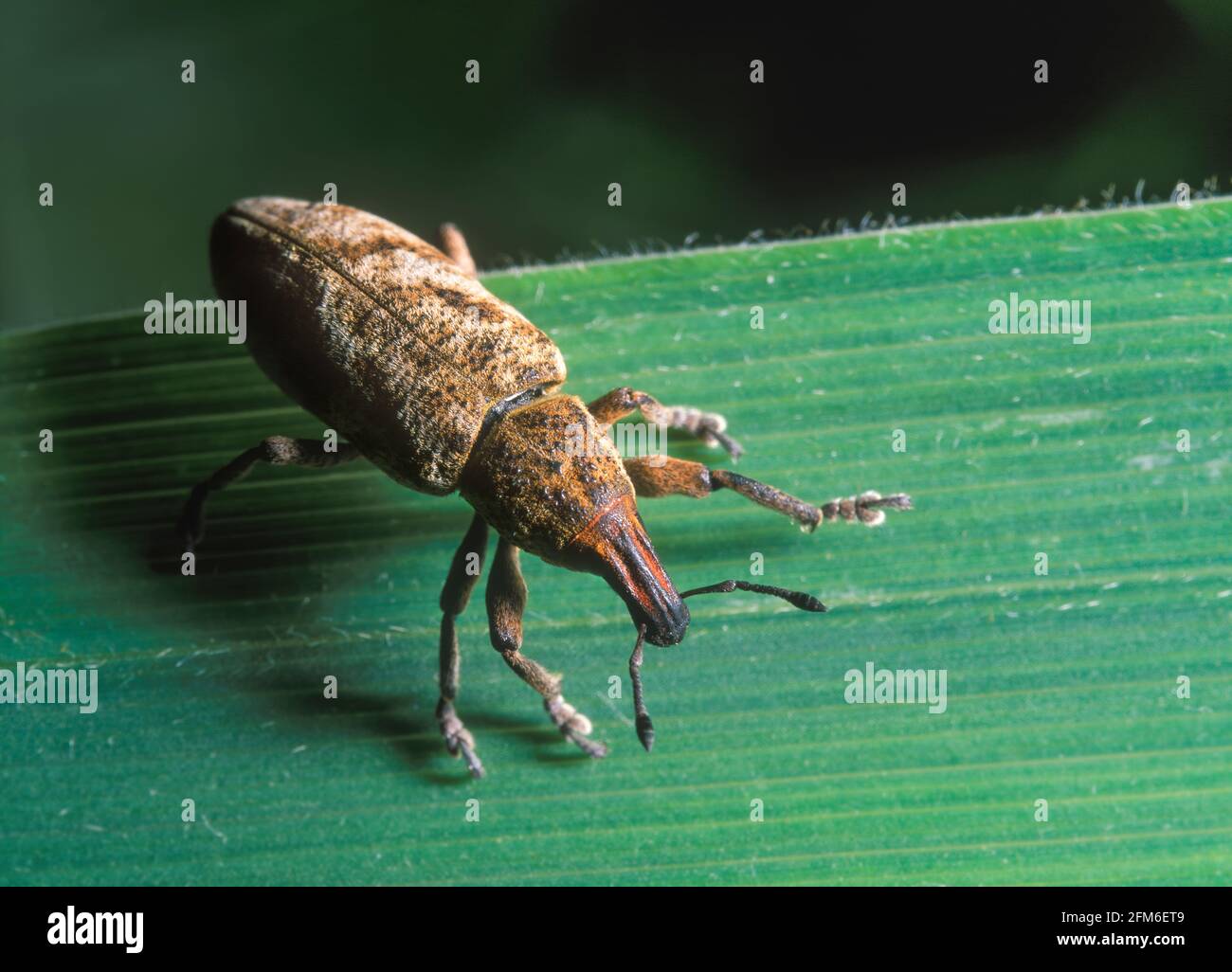Centaurea Maculosa High Resolution Stock Photography and Images - Alamy
