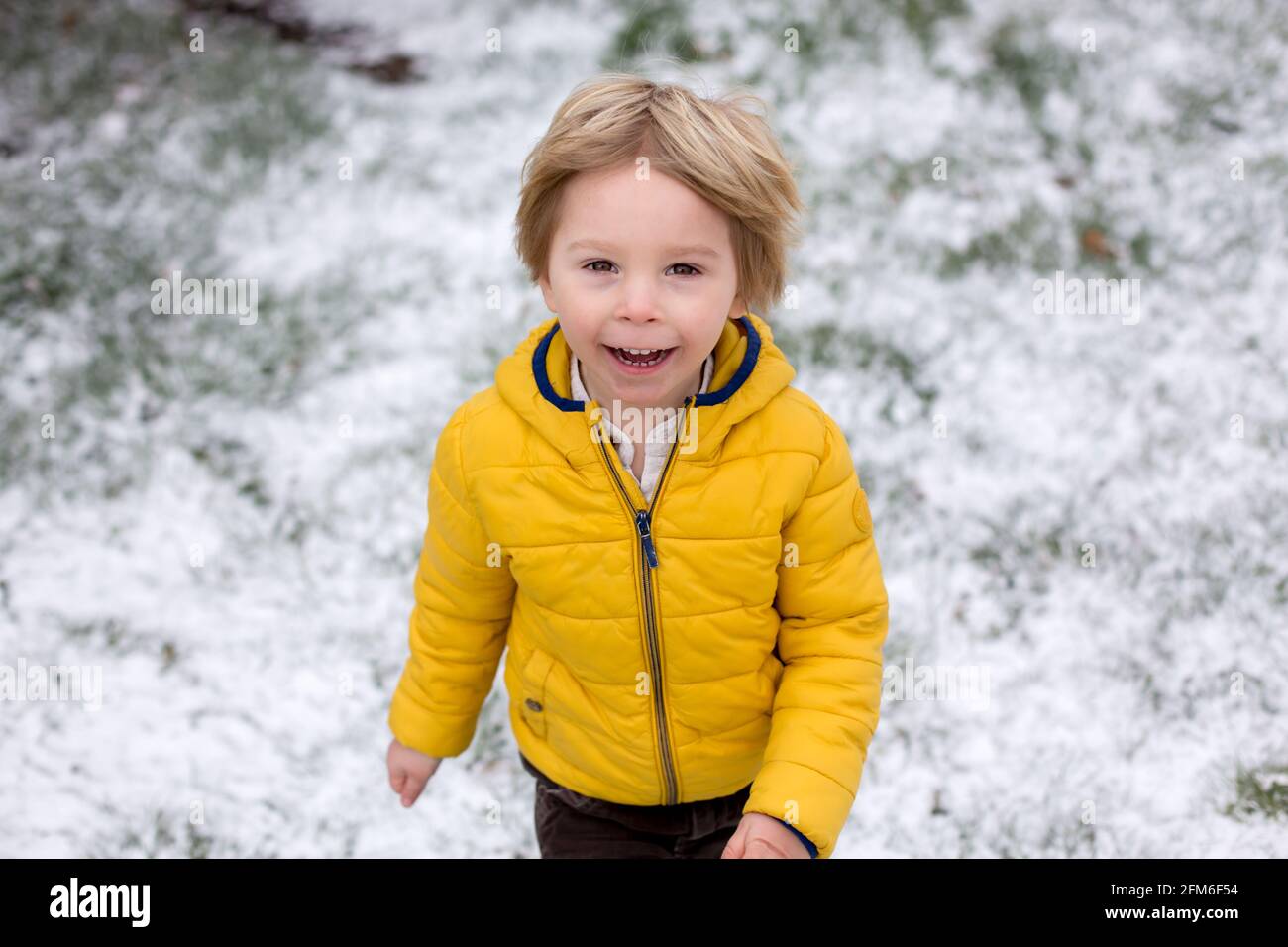 Cute blond toddler child, boy, running around blooming yellow bush ...