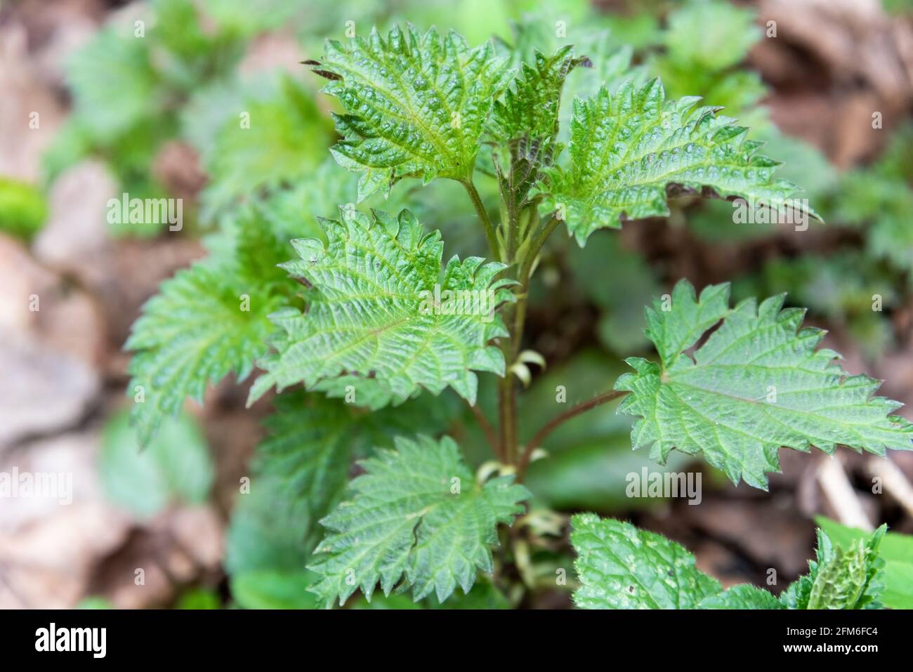 A young nettle plant grows in the forest. Alternative medicine. Shallow ...