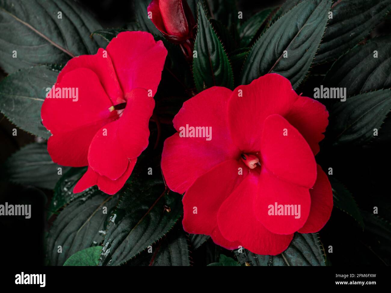 Small red garden flowers to decorate balconies and terraces, top view ...