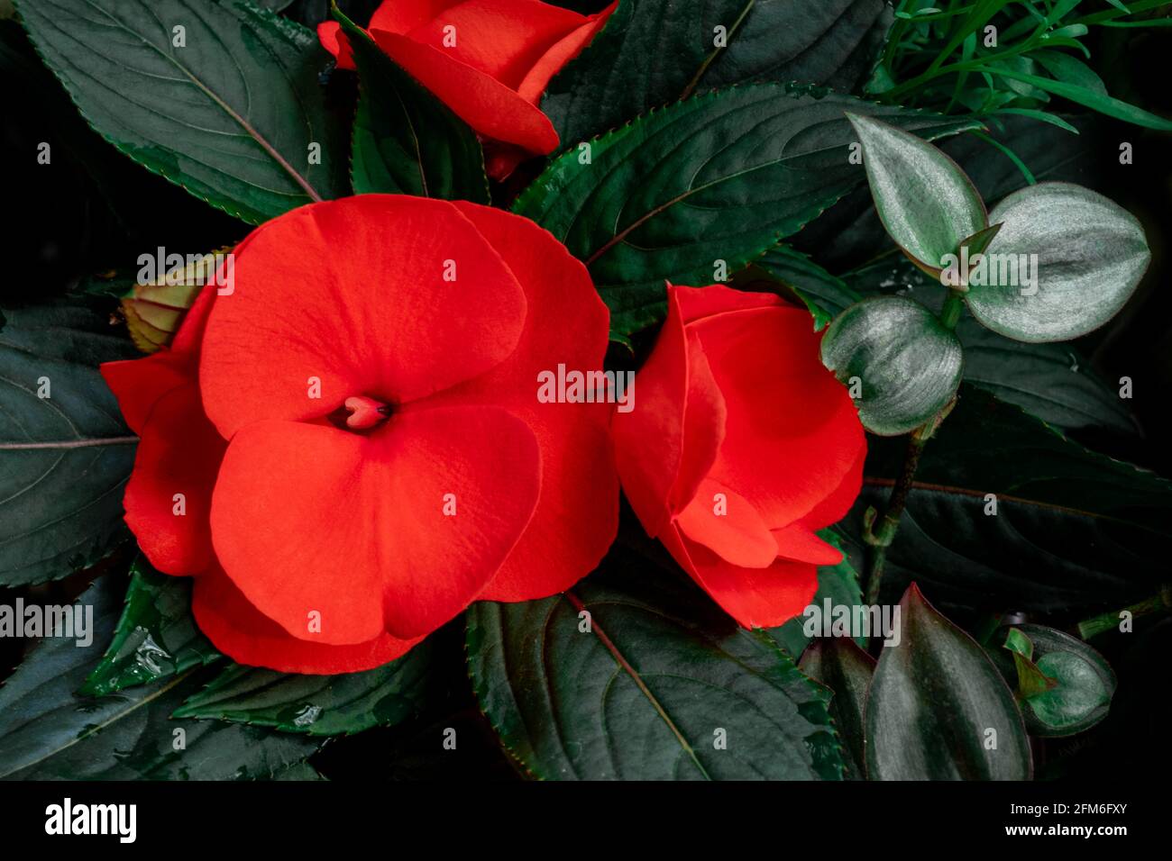 Small red garden flowers to decorate balconies and terraces, top view ...