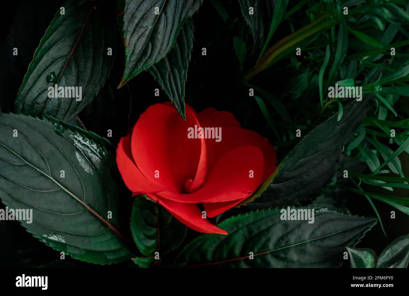 Small red garden flowers to decorate balconies and terraces, top view ...