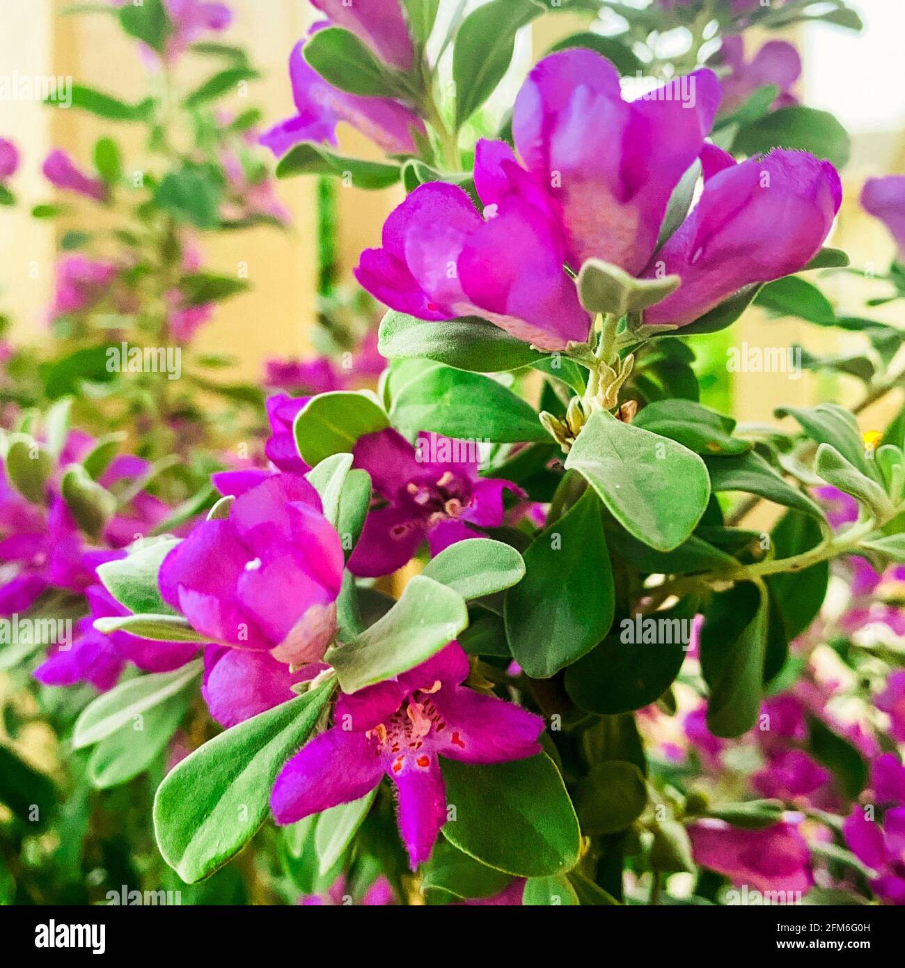 Bright flowers hi-res stock photography and images - Alamy