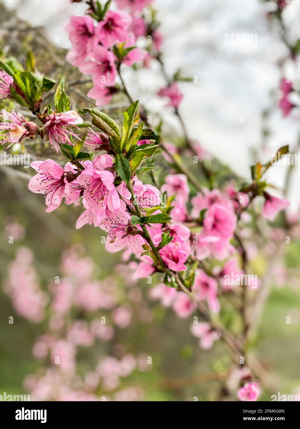 tree branch with pink flowers, free space Stock Photo - Alamy