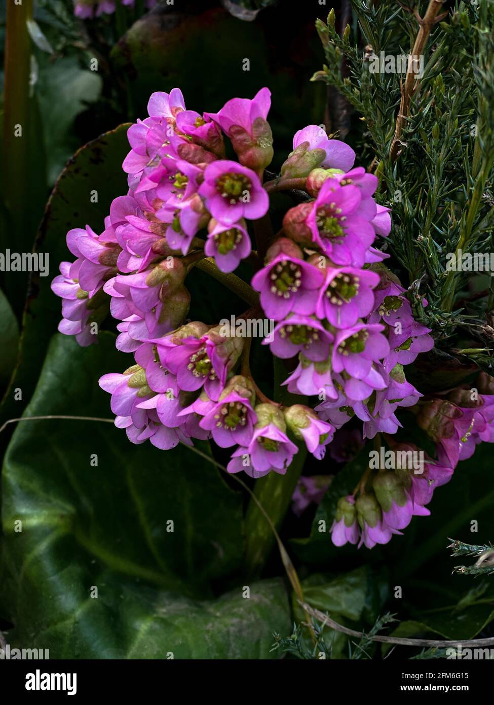 Juniper flowers hi-res stock photography and images - Alamy