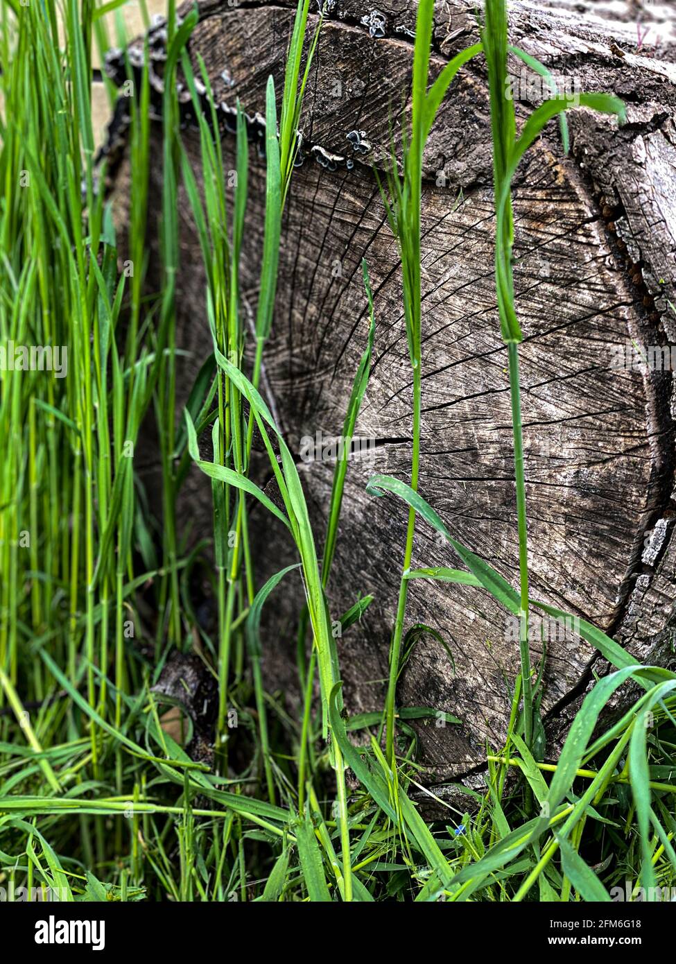 Saw grass hi-res stock photography and images - Alamy