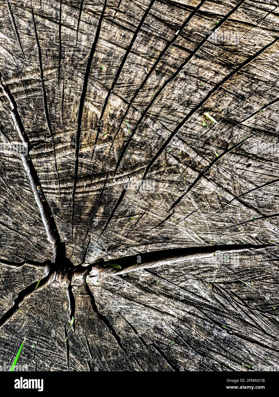 saw cut wood, free space Stock Photo - Alamy